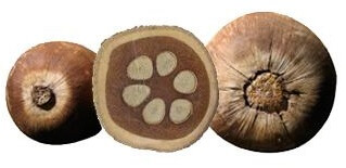 Beurre de babassu : propriétés et recettes de beauté