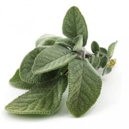 Bienfaits et Propriétés de la Sauge pour votre bien-être